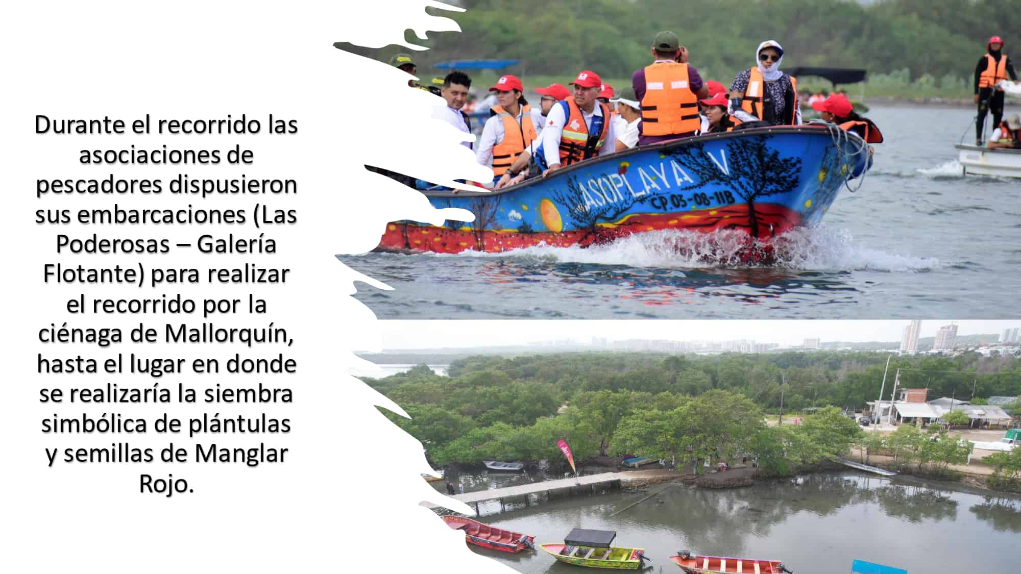 Día internacional de la conservación del ecosistema de Manglar - Cruz ...
